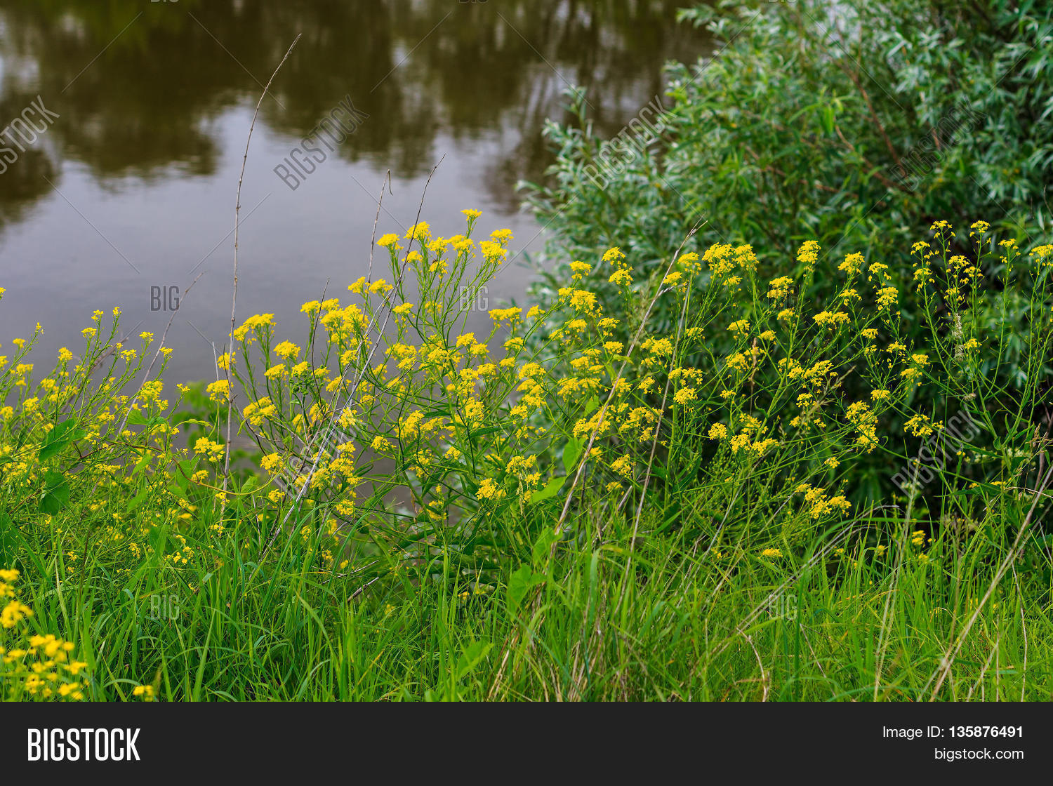 Wild Flowers Summer Image & Photo (Free Trial) | Bigstock