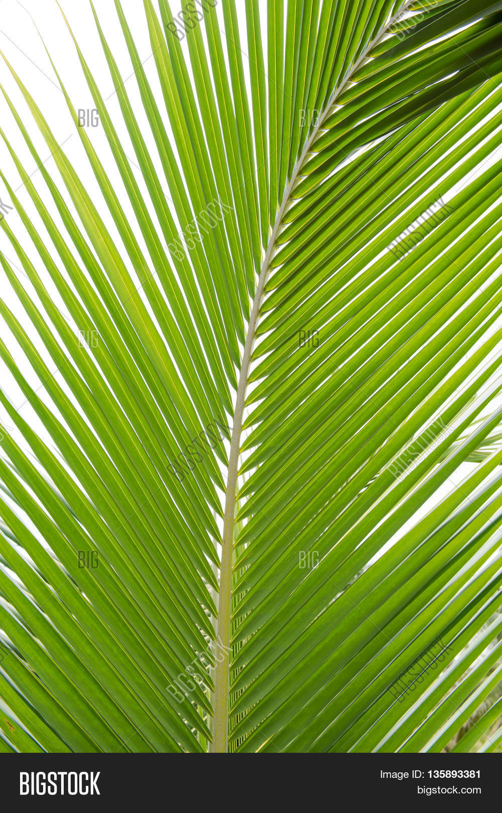 Bright Green Palm Tree Image & Photo (Free Trial) | Bigstock
