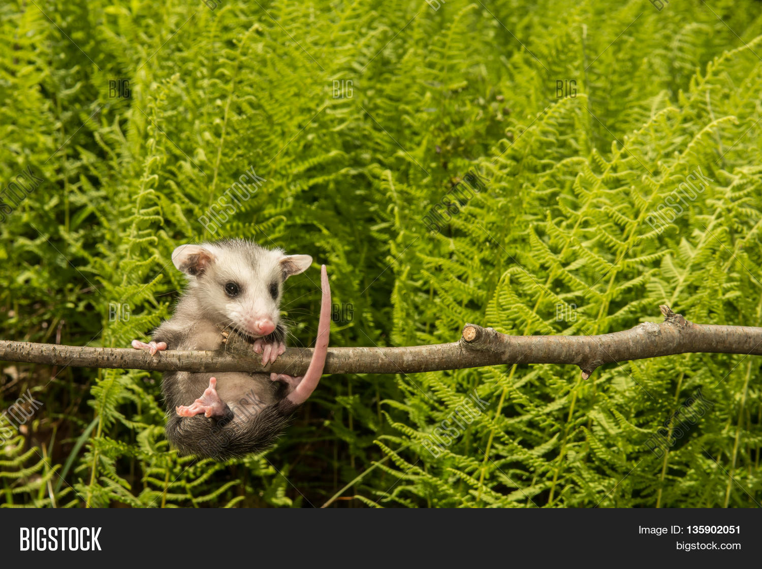 Baby Opossum Hanging Image & Photo (Free Trial) | Bigstock