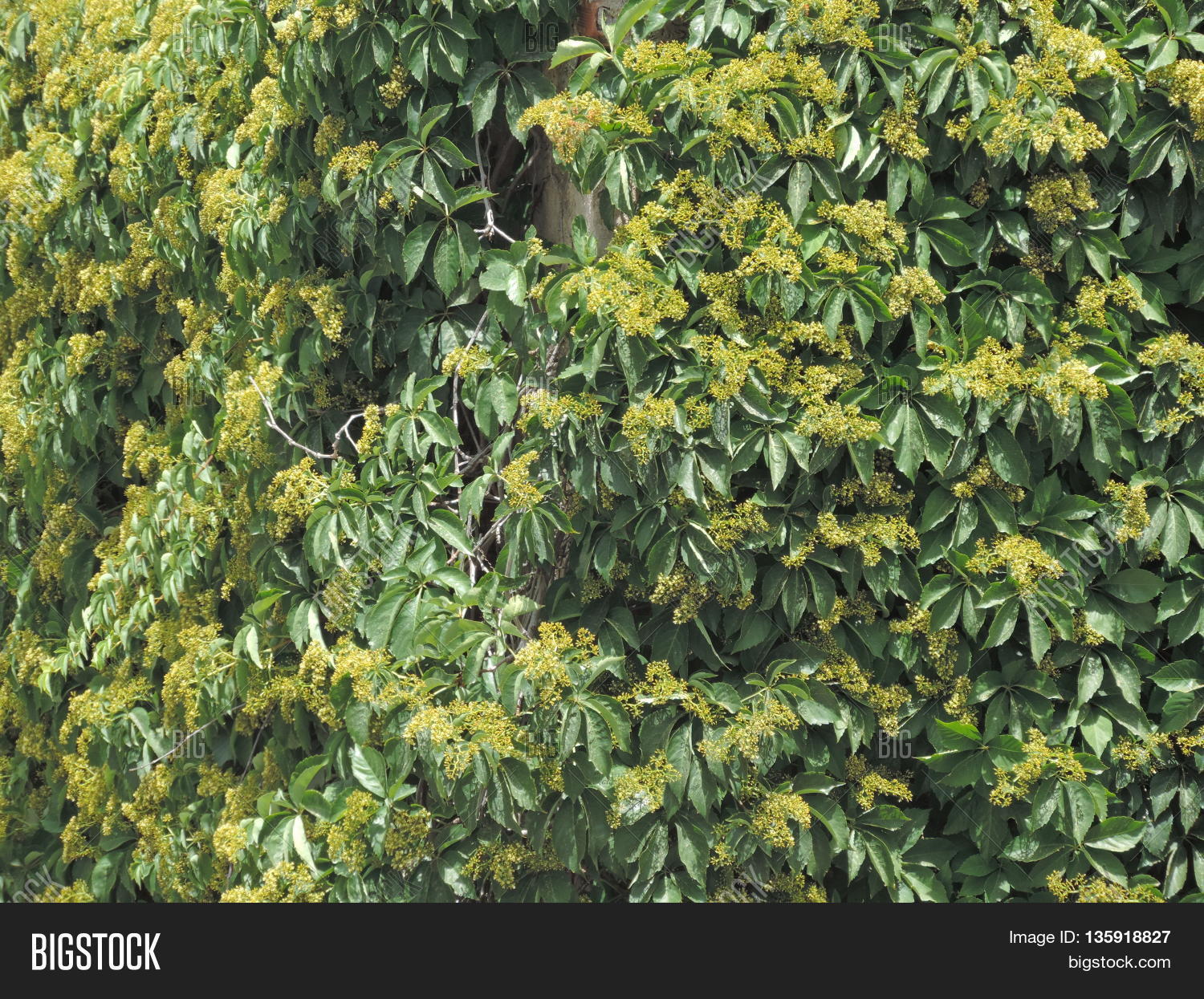 Piante Verdi Image & Photo (Free Trial) | Bigstock