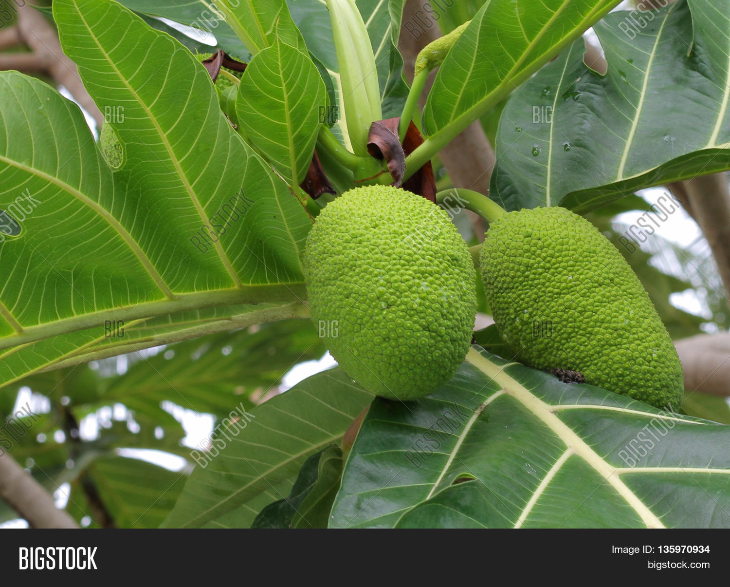 Breadfruit : Large Image & Photo (Free Trial) | Bigstock