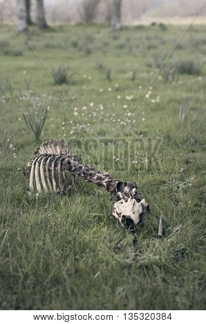 Dead Animal Forest On Image & Photo (Free Trial) | Bigstock