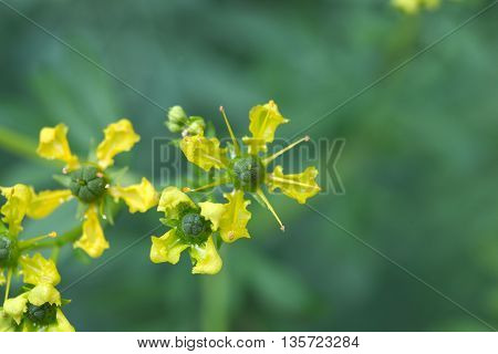 Flower Common Rue Image & Photo (Free Trial) | Bigstock