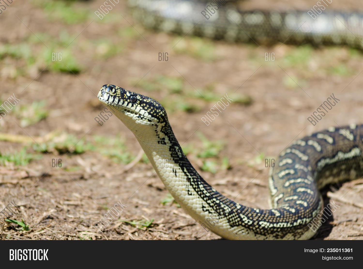 Australian Snake - Image & Photo (Free Trial) | Bigstock