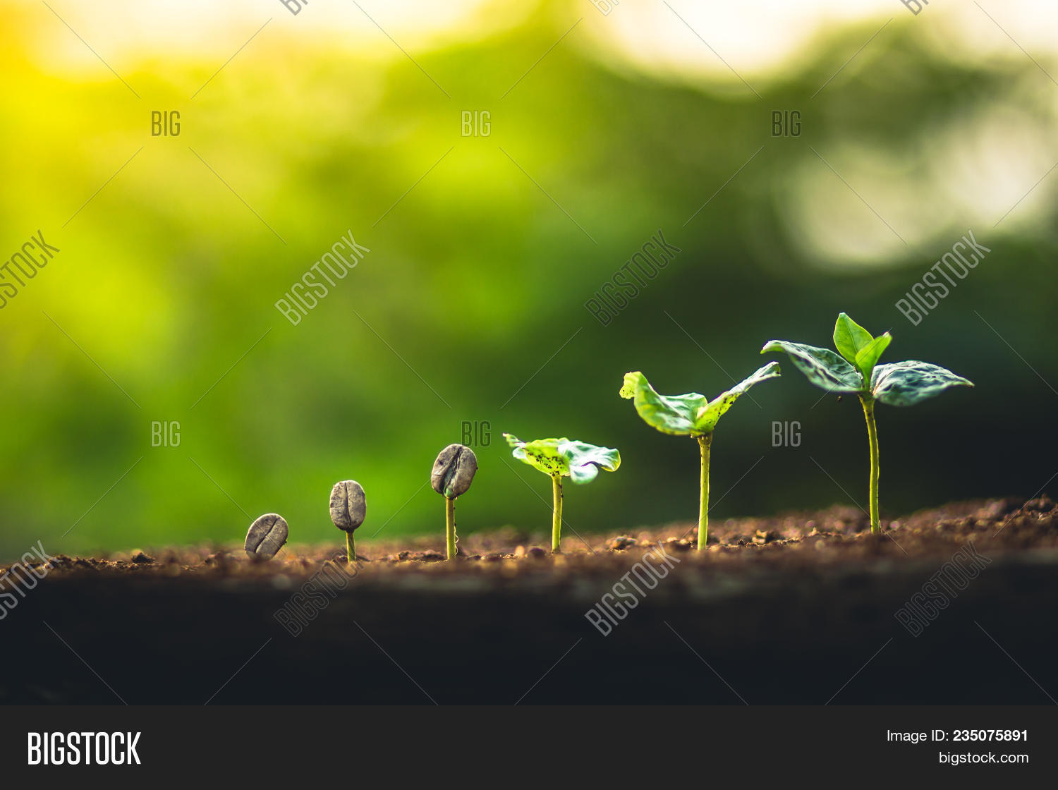 Plant Seed Growth Stages Organic Icons Spring Seedling , 41% OFF