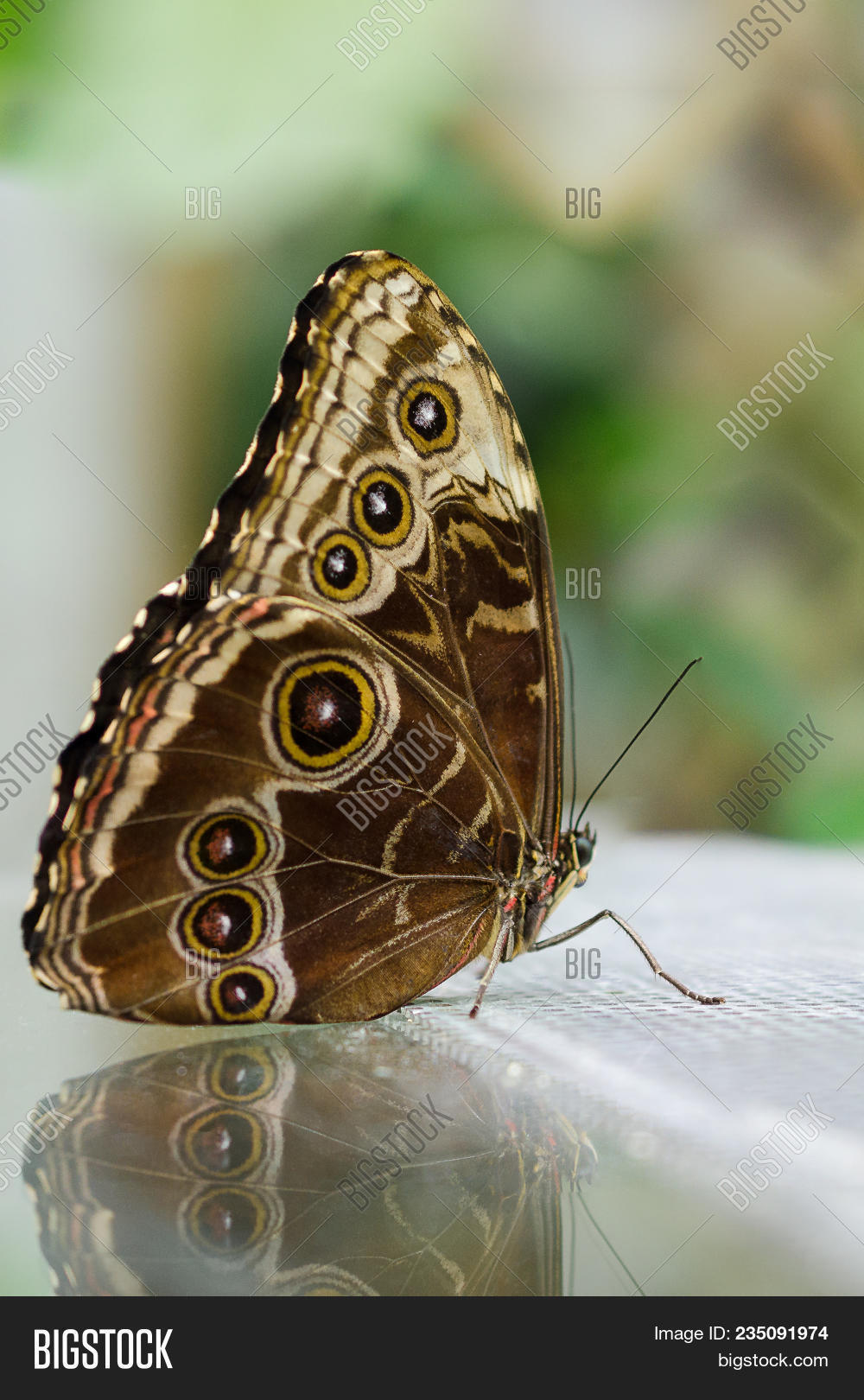 Sky Butterfly, Blue Image & Photo (Free Trial) | Bigstock