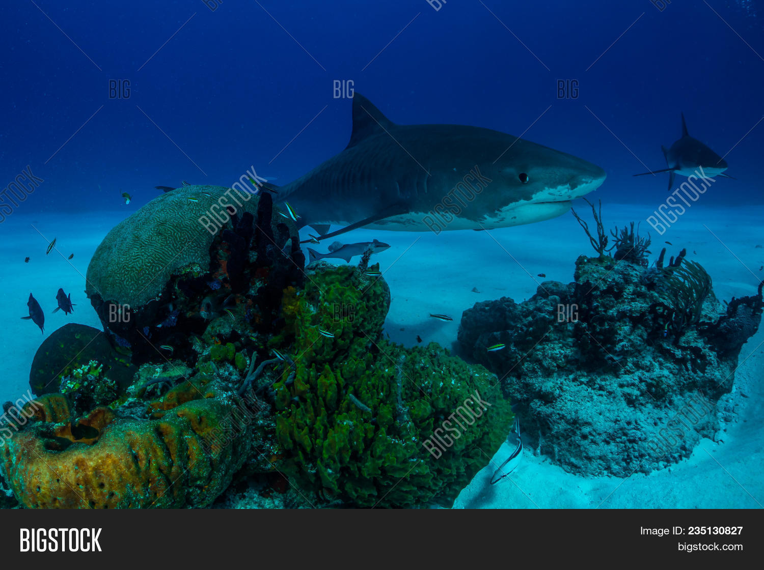 Tiger Shark Around Image & Photo (Free Trial) | Bigstock
