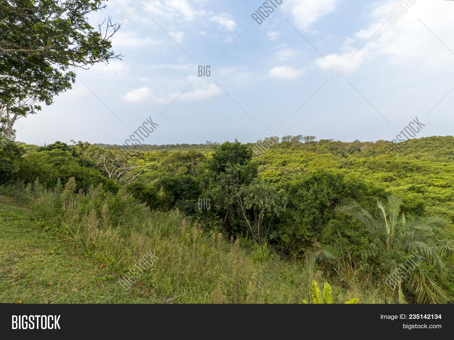 Natural Green Wetland Image & Photo (Free Trial) | Bigstock