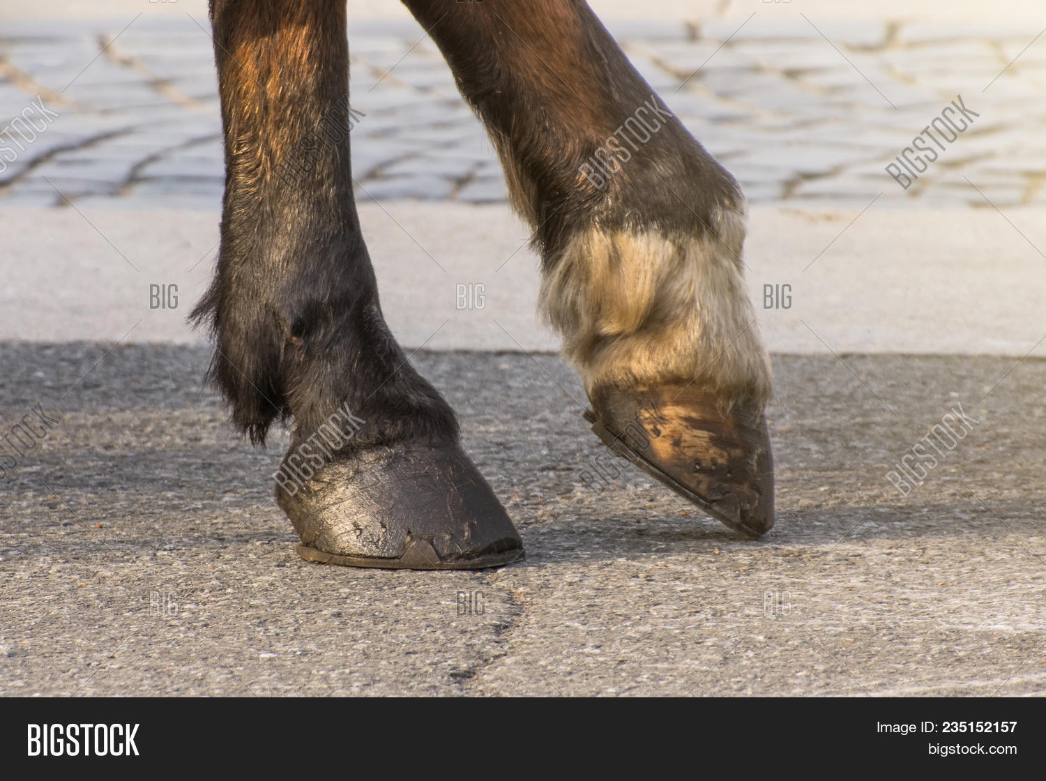 Two Legs Horse's Hoof Image & Photo (Free Trial) | Bigstock