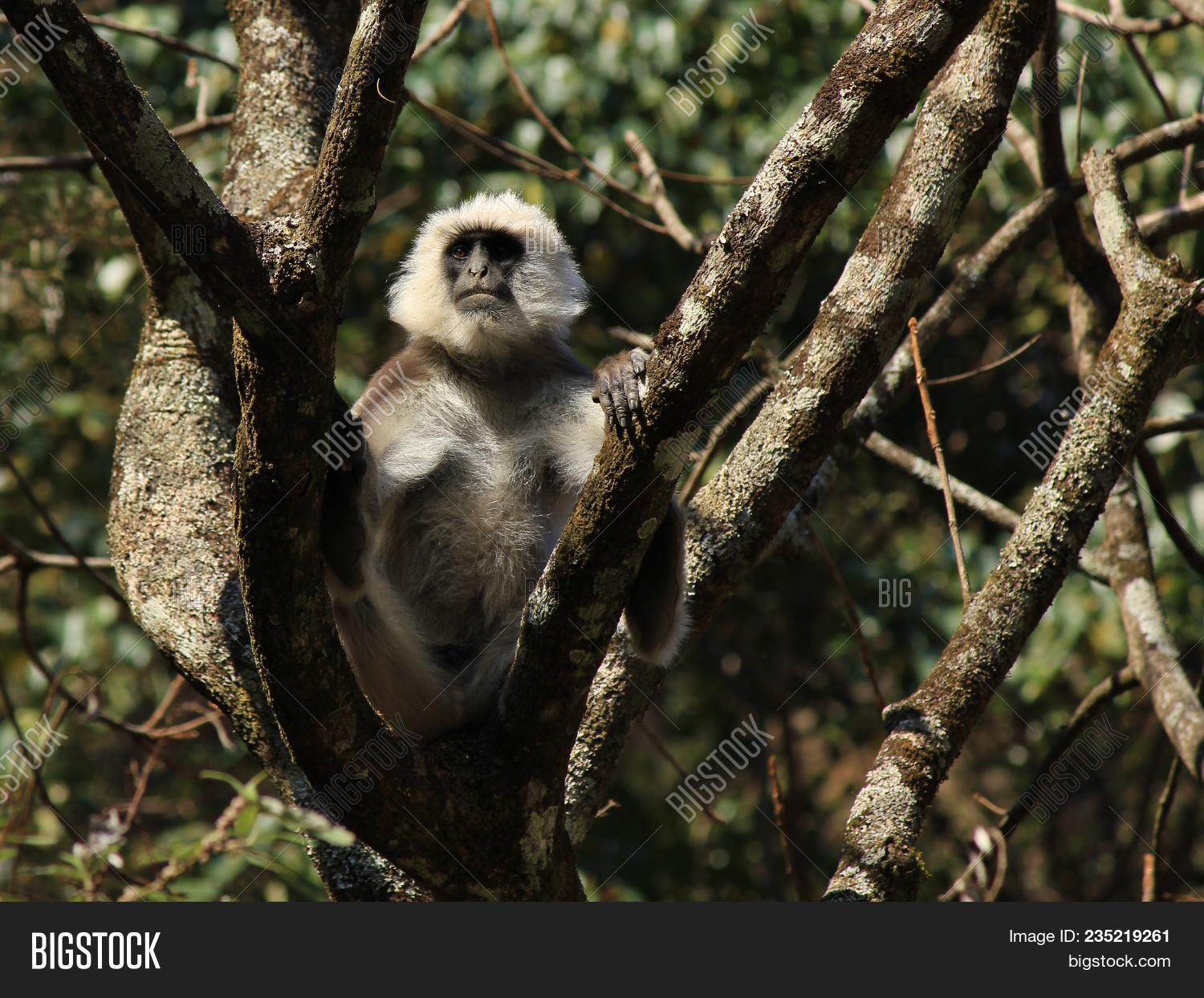 Grey Langur Monkey Image & Photo (Free Trial) | Bigstock