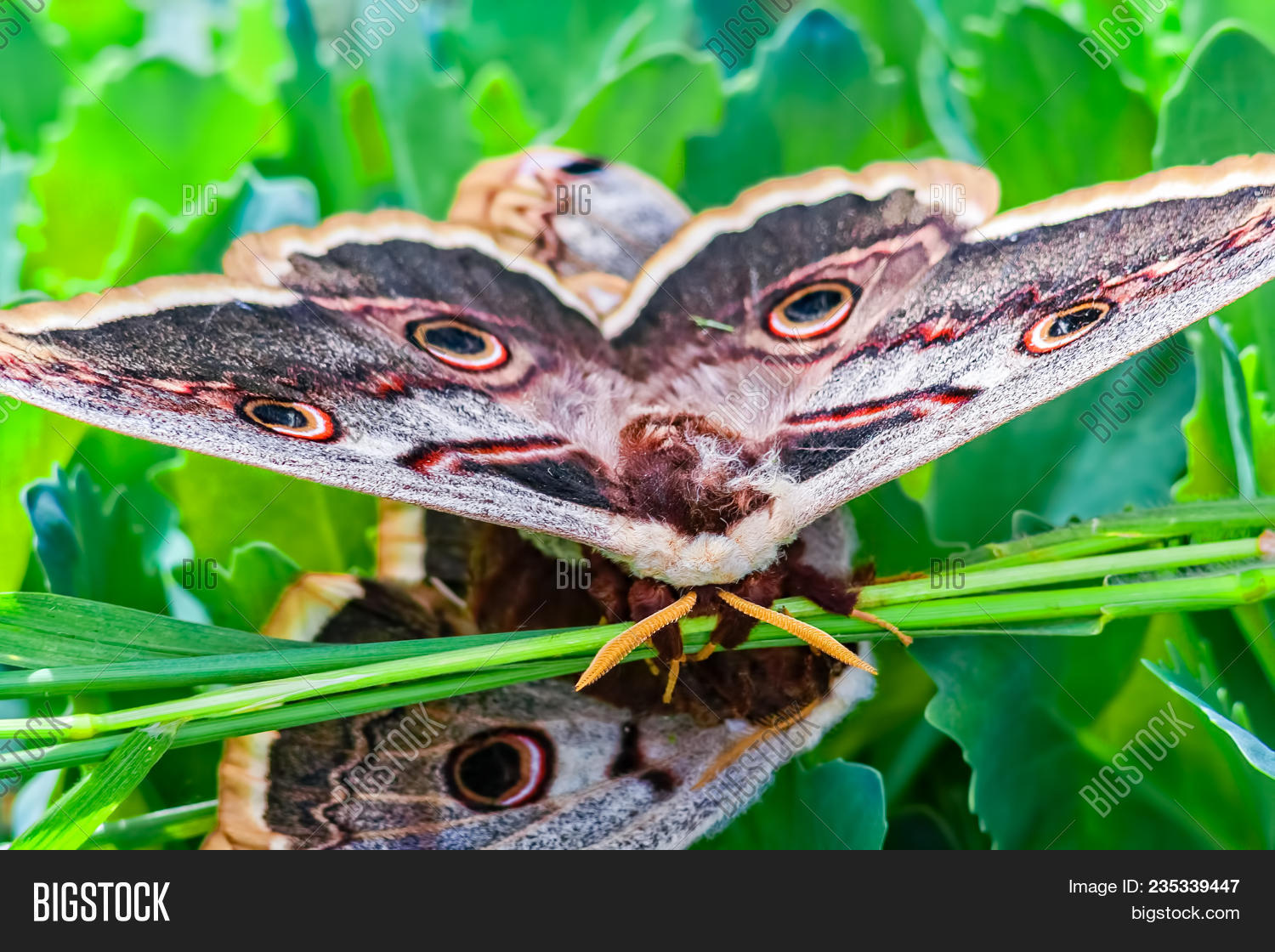 Two Butterflies Large Image & Photo (Free Trial) | Bigstock