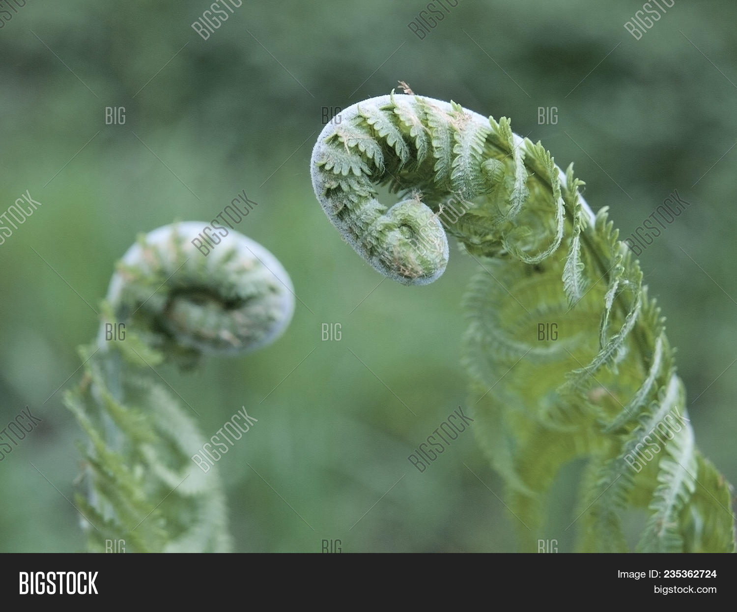 Two Young Rolled Image & Photo (Free Trial) | Bigstock