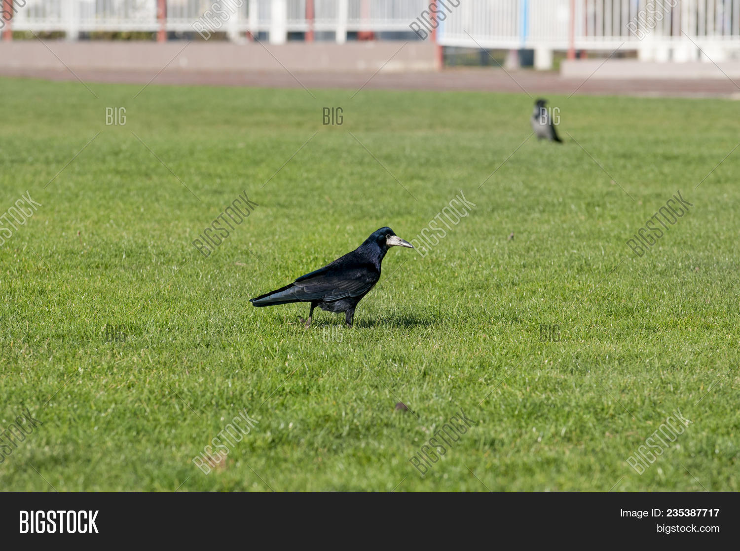 Crow Bird On Grass Image & Photo (Free Trial) | Bigstock