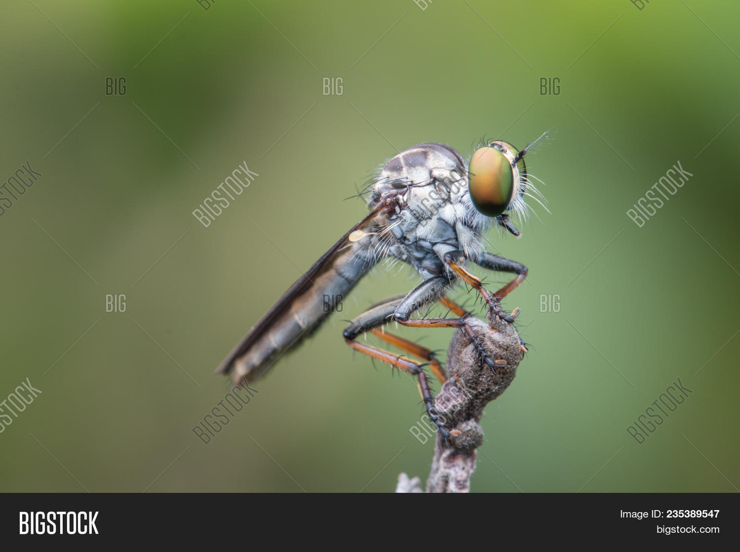 Close Robber Fly Prey Image & Photo (Free Trial) | Bigstock