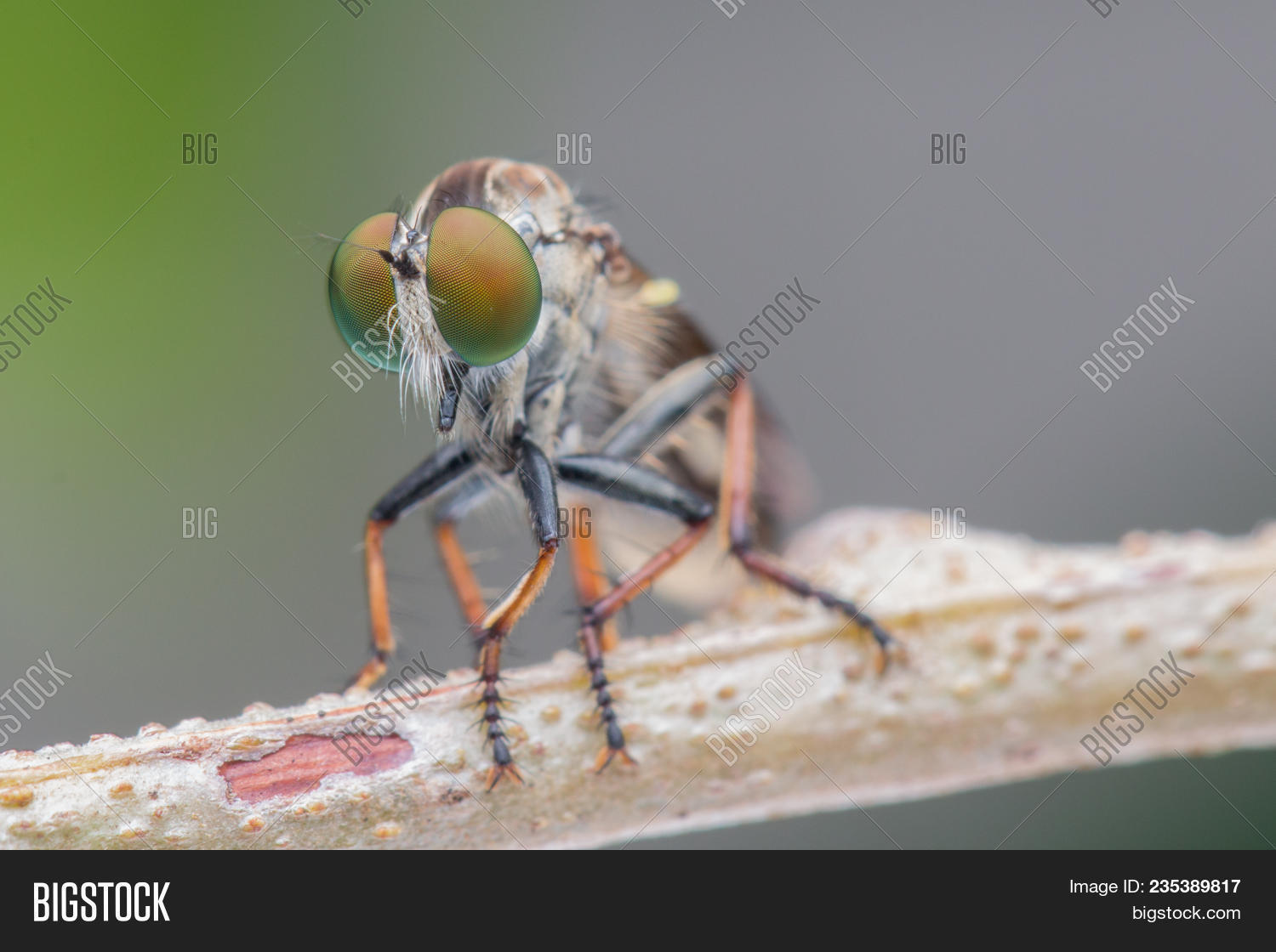 Close Robber Fly Prey Image & Photo (Free Trial) | Bigstock