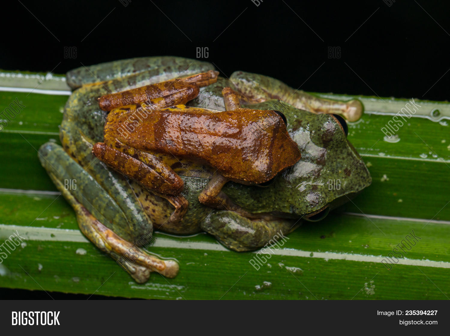 Mating Frog Borneo, Image & Photo (Free Trial) | Bigstock