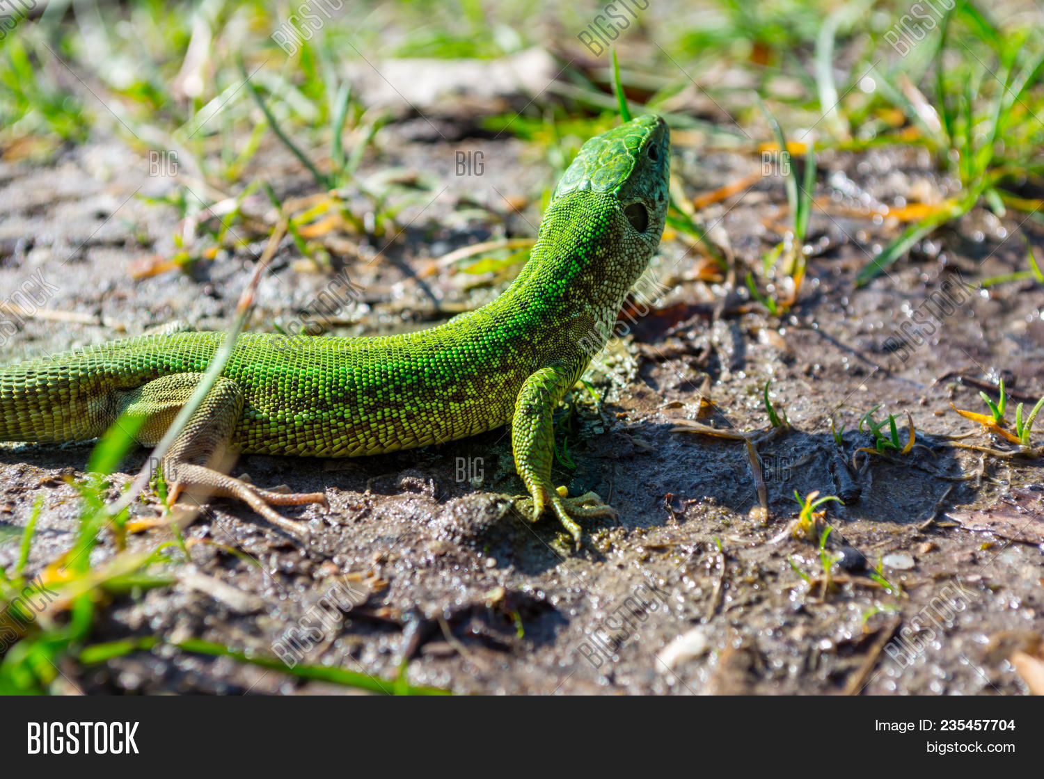 European Green Lizard Image & Photo (Free Trial) | Bigstock