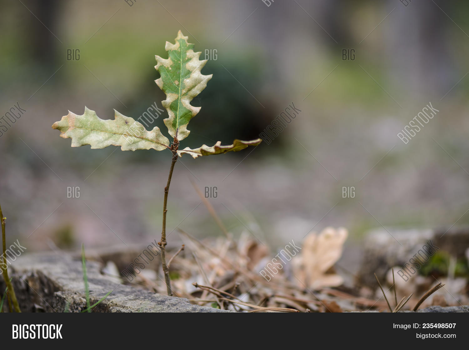 Sapling Oak Tree Image & Photo (Free Trial) | Bigstock