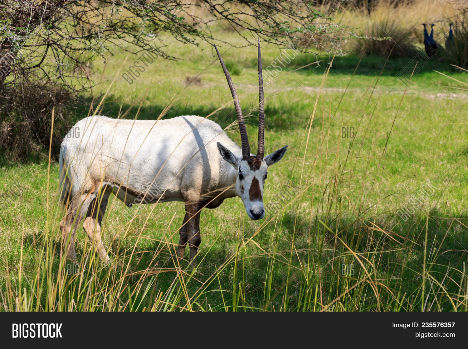 Arabian Oryx White Image & Photo (Free Trial) | Bigstock