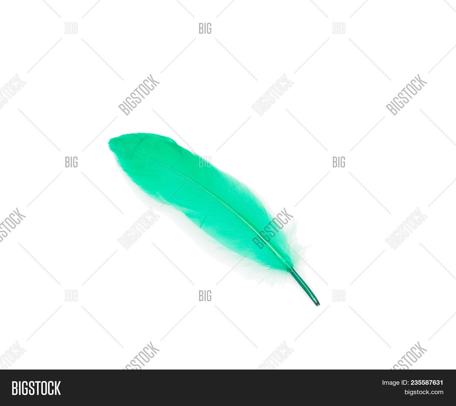 Green Feather Isolated Image & Photo (Free Trial) | Bigstock