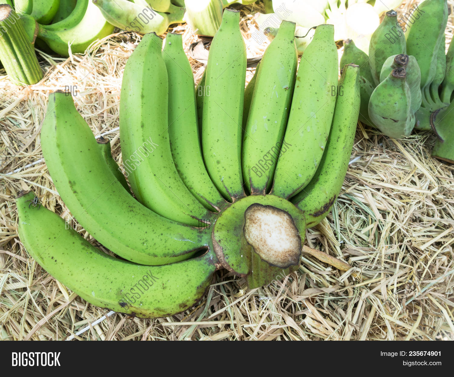 Green Banana Bundle Image & Photo (Free Trial) | Bigstock