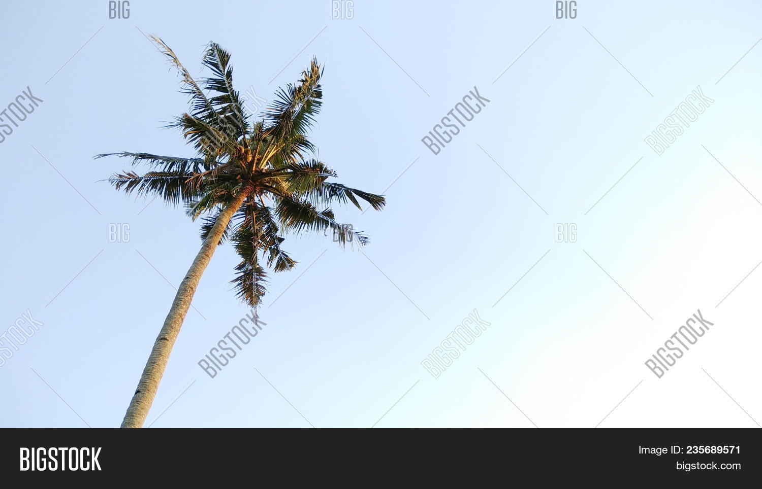 Beautiful Coconut Tree Image & Photo (Free Trial) | Bigstock