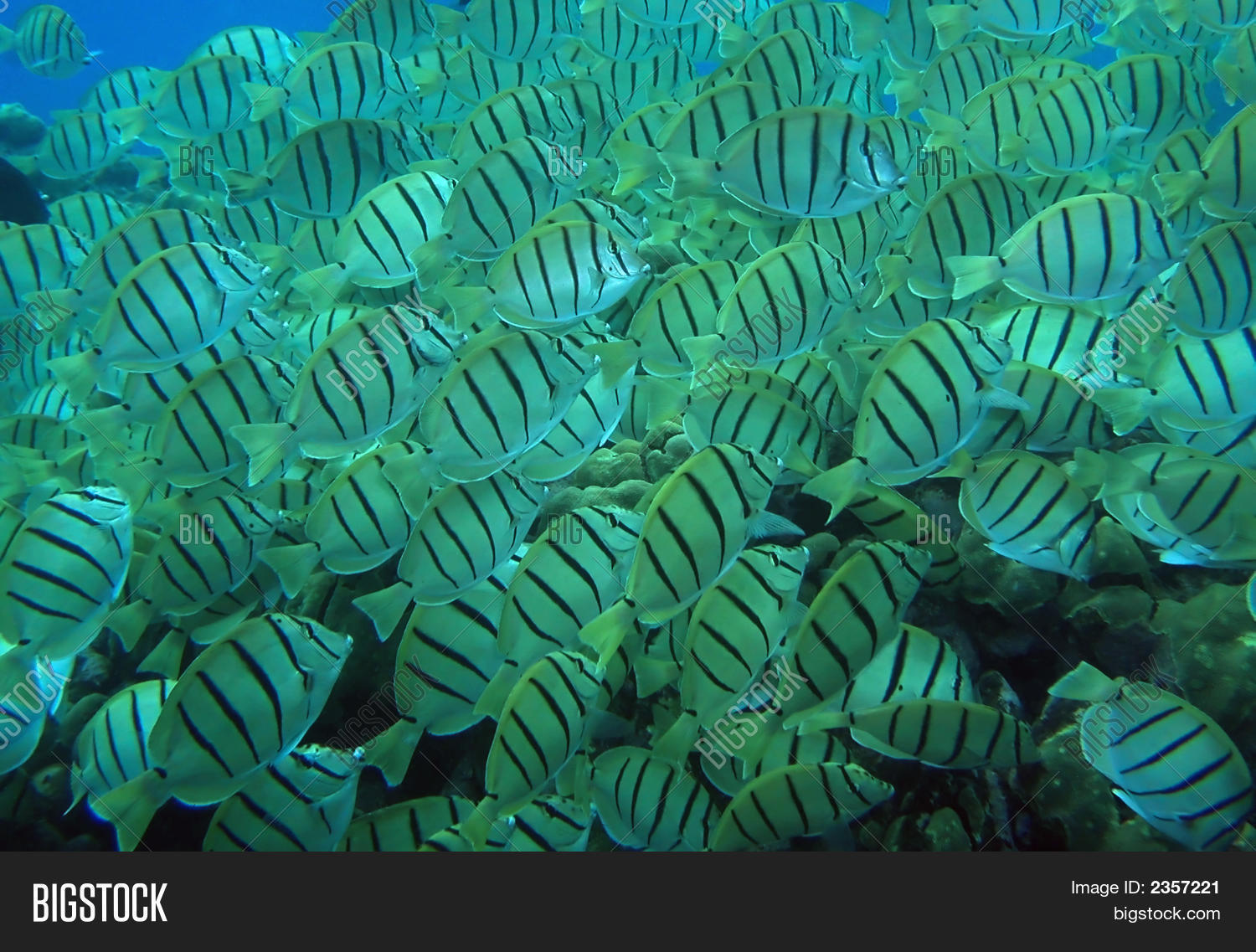 School Tropical Fish Image & Photo (Free Trial) | Bigstock
