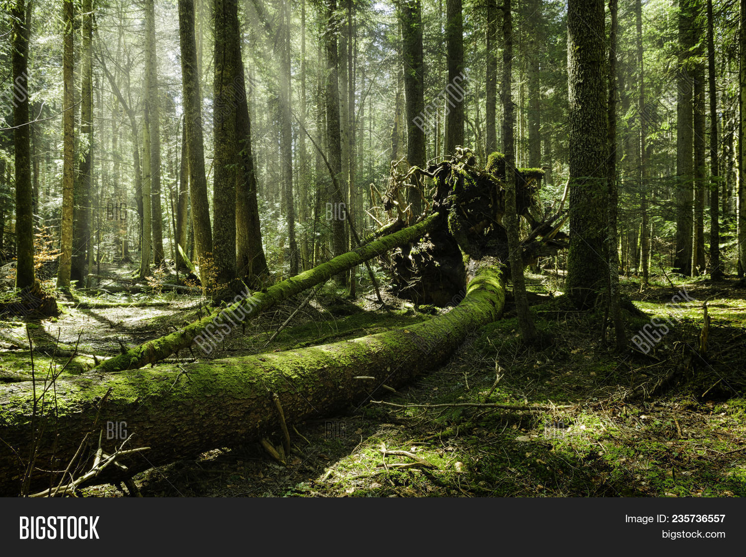 Light Forest. Magical Image & Photo (Free Trial) | Bigstock