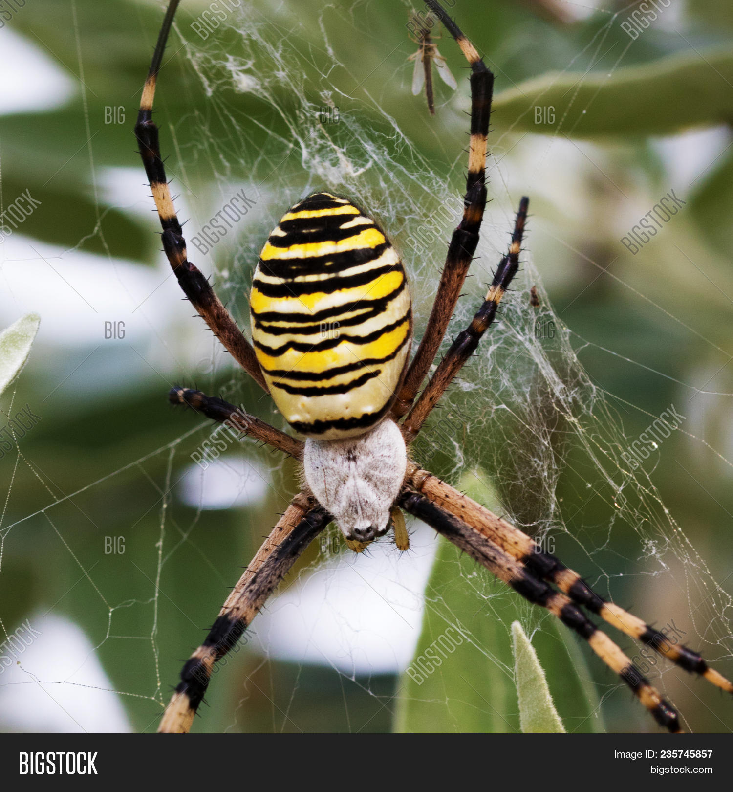 Spider On Spiderweb Image & Photo (Free Trial) | Bigstock