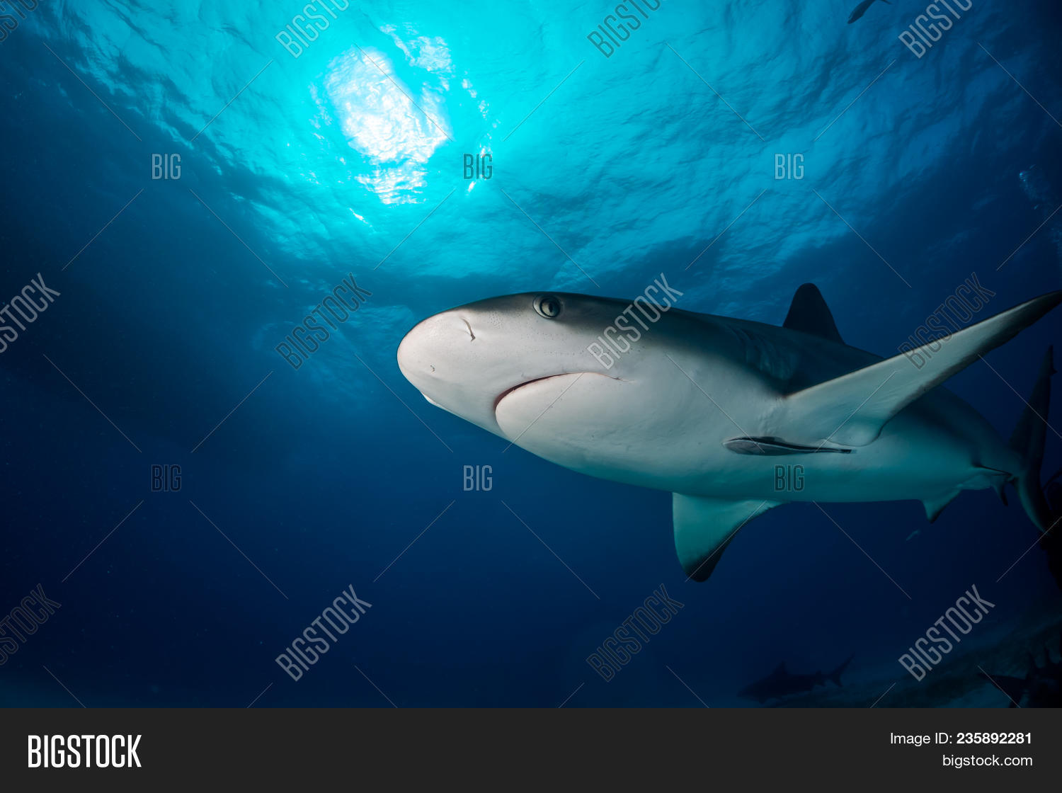 Caribbean Reef Shark Image & Photo (Free Trial) | Bigstock