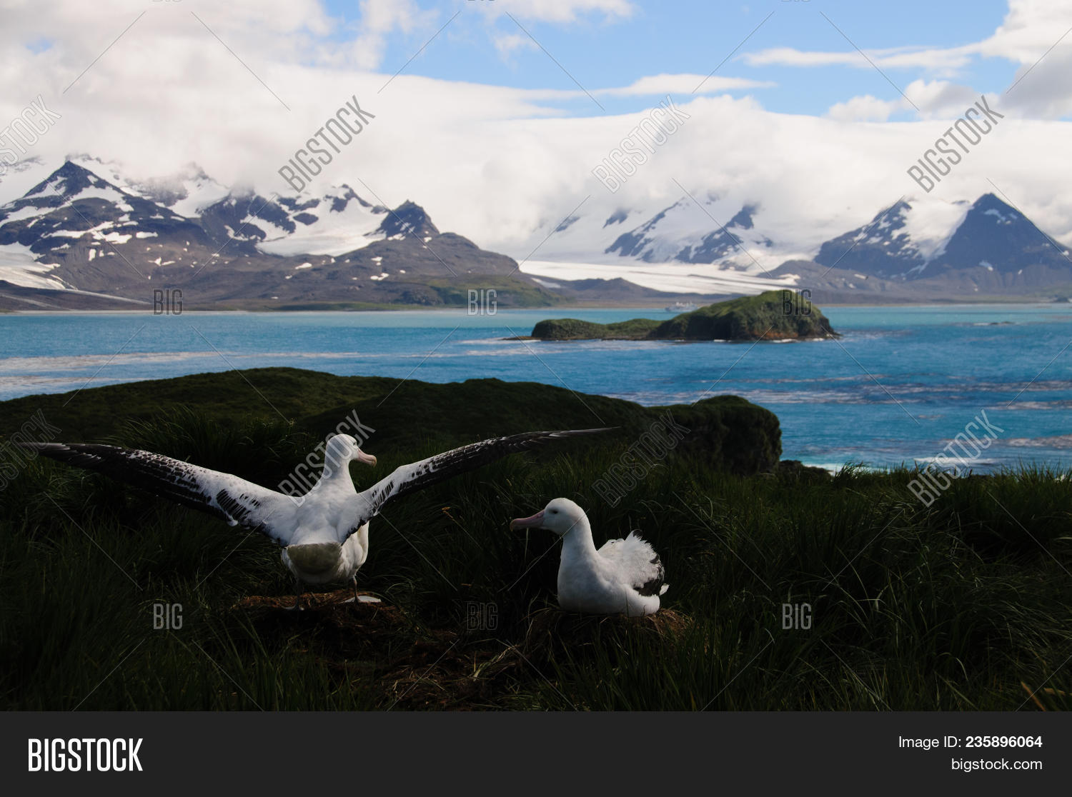 Wandering Albatross Image & Photo (Free Trial) | Bigstock
