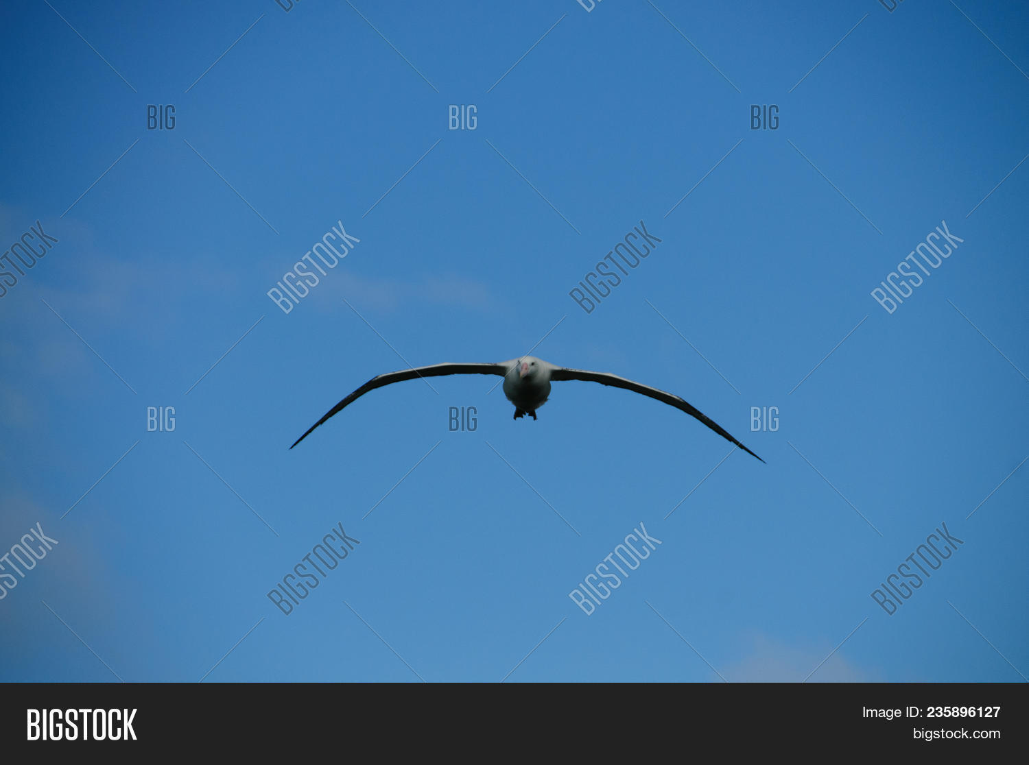 Wandering Albatross Image & Photo (Free Trial) | Bigstock