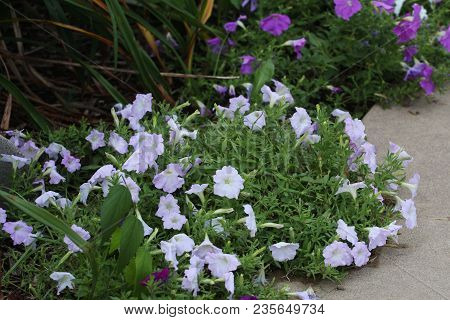 Purple Pathway Images, Illustrations & Vectors (Free) - Bigstock