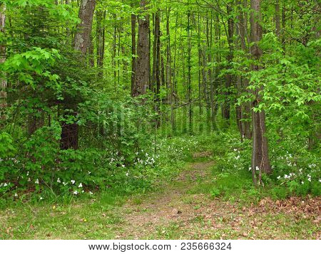 Footpath Through Image & Photo (Free Trial) | Bigstock