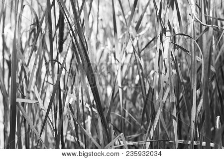 Cattails Black White Image & Photo (Free Trial) | Bigstock
