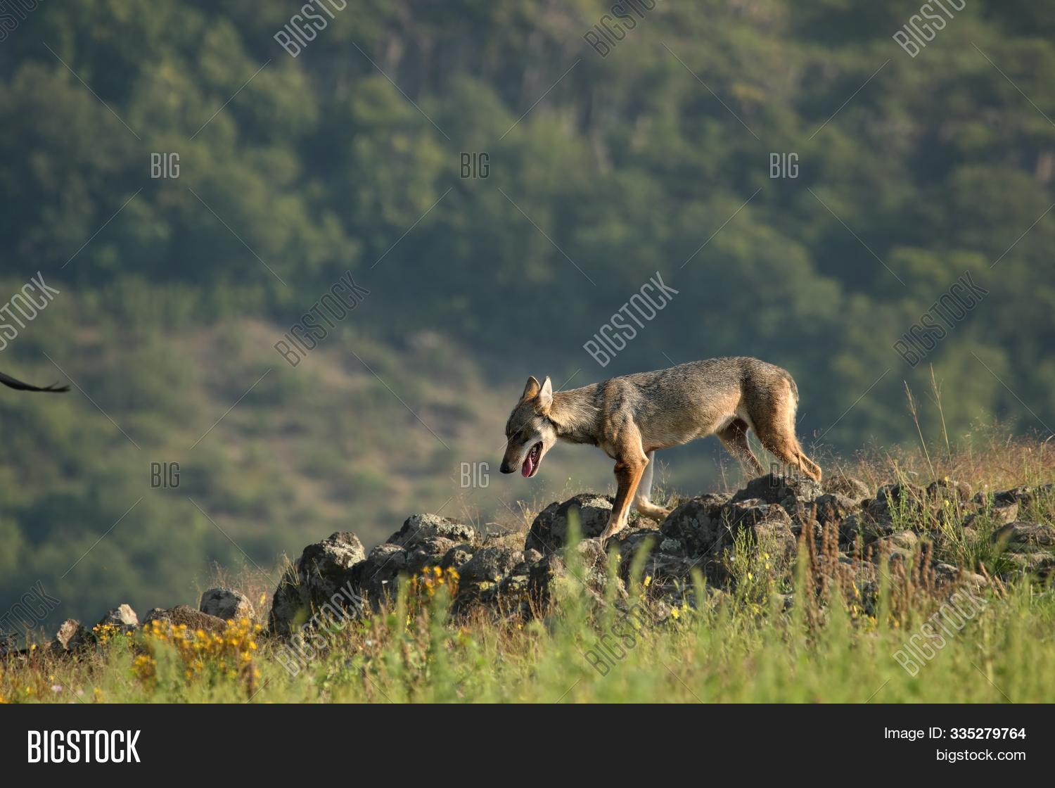 Eurasian Grey Wolf ( Image & Photo (Free Trial) | Bigstock