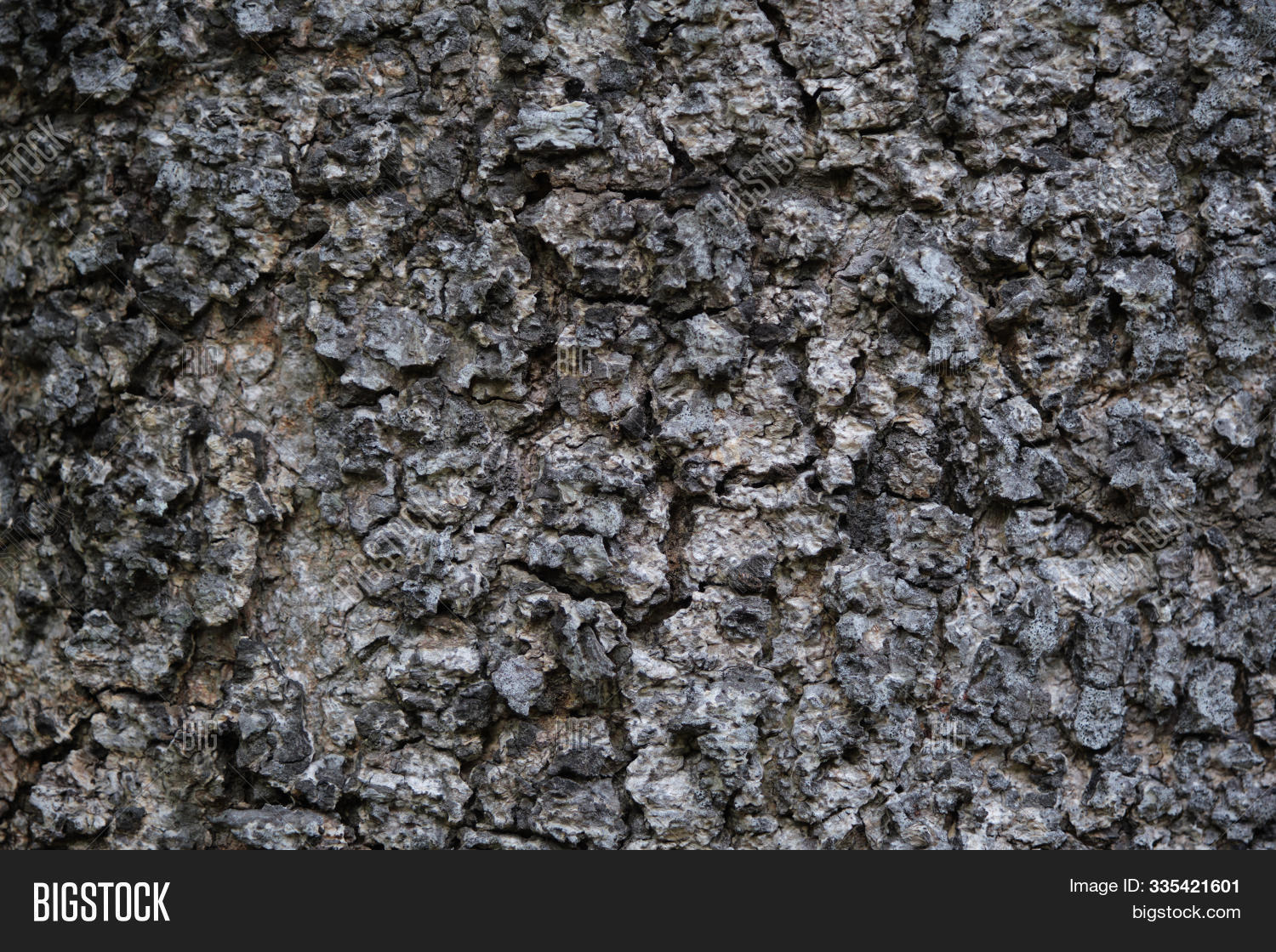 Texture Rough Tree Image & Photo (Free Trial) | Bigstock