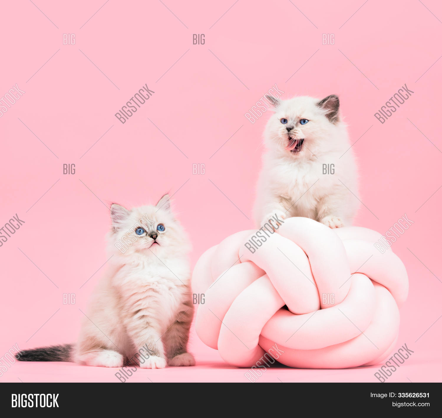 Two Ragdoll Cats, Image & Photo (Free Trial) | Bigstock