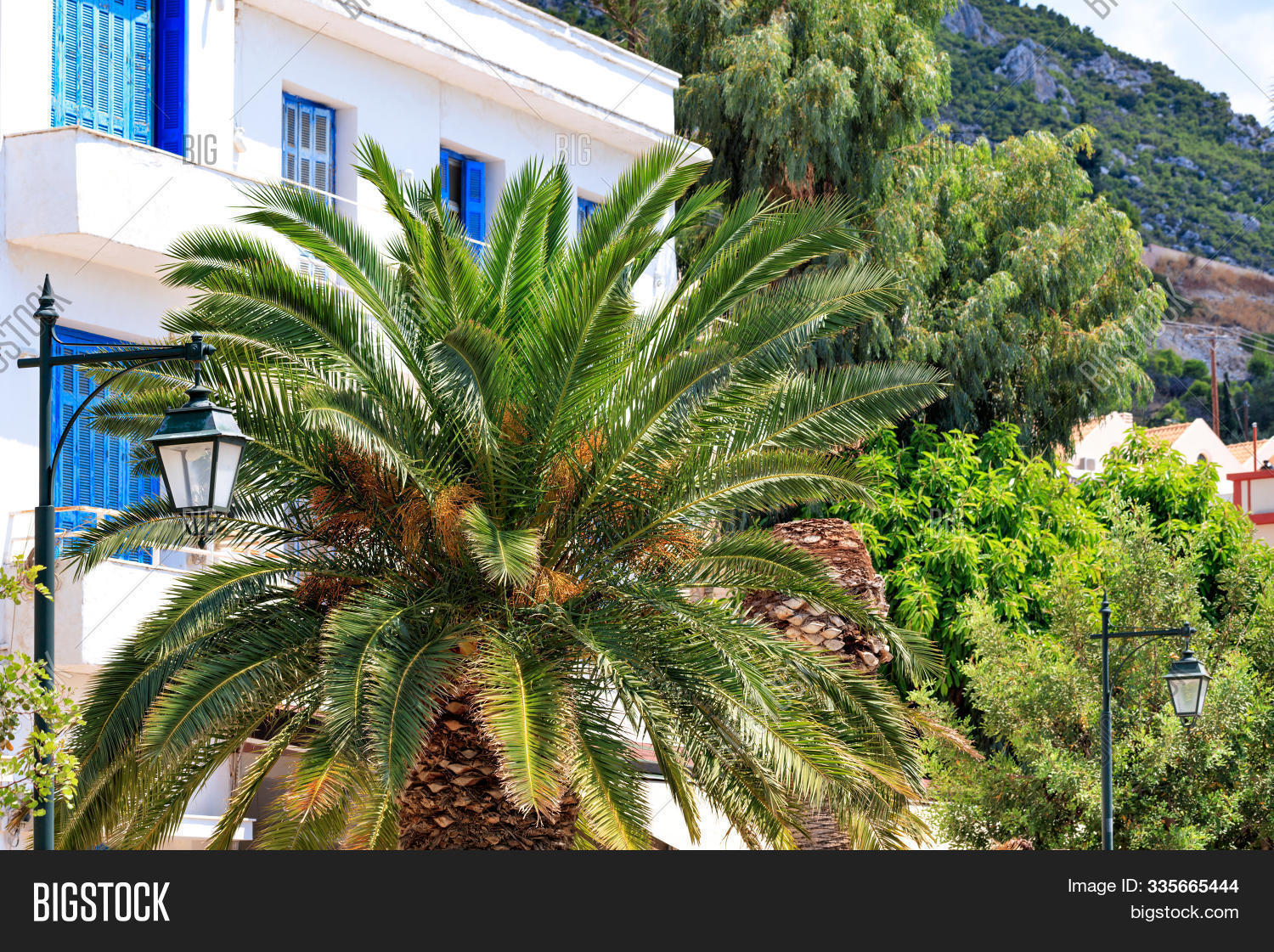Beautiful Date Palm Image & Photo (Free Trial) | Bigstock