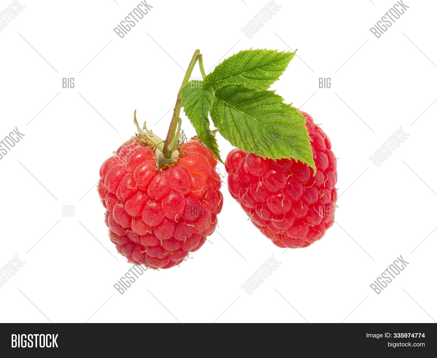 Raspberry Leaves