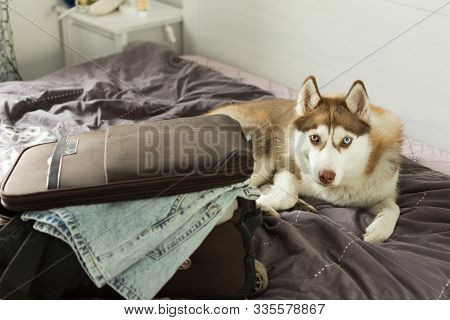 Husky Dog Sitting On Image & Photo (Free Trial) | Bigstock
