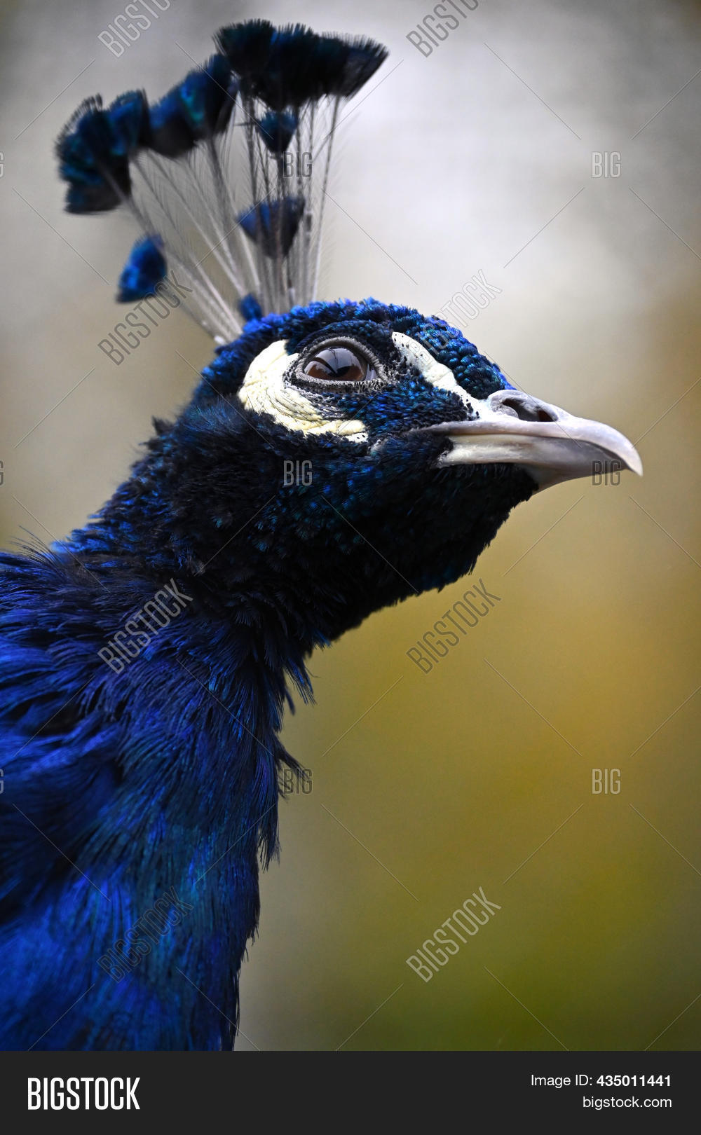 Head Male Peacock Image & Photo (Free Trial) | Bigstock