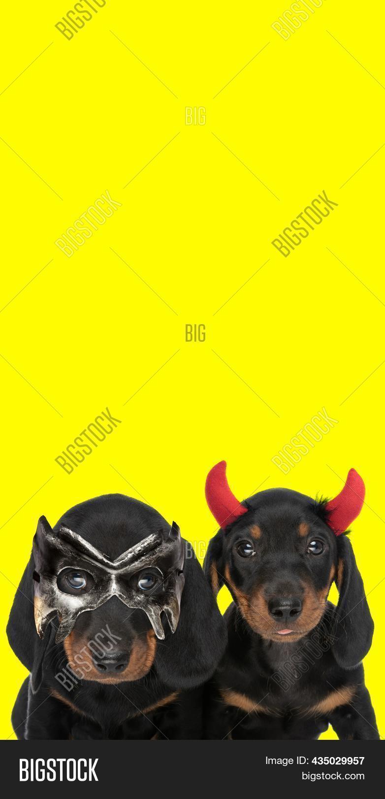 Portrait Two Teckel Image & Photo (Free Trial) | Bigstock