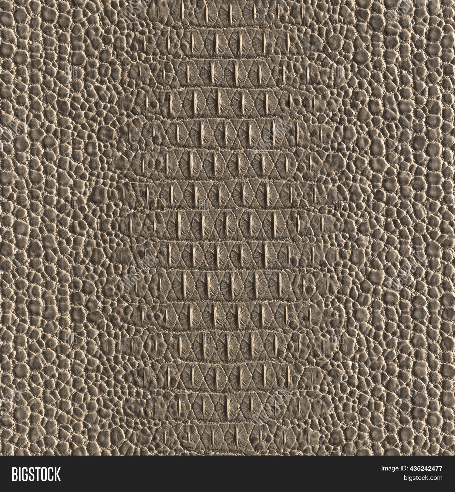 Genuine Caiman Leather Image & Photo (Free Trial) | Bigstock