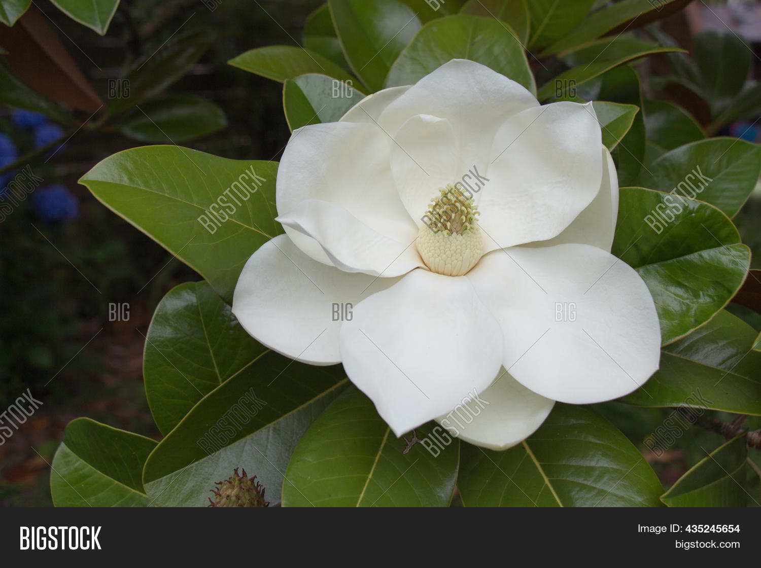 View Southern Magnolia Image & Photo (Free Trial) | Bigstock