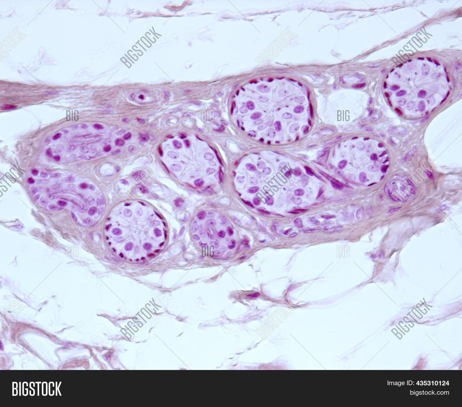 Secretory Unit Eccrine Image And Photo Free Trial Bigstock