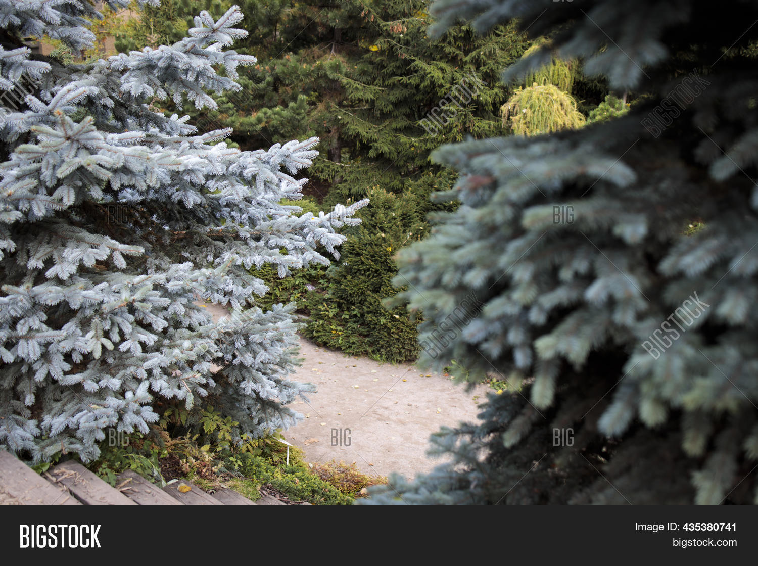 Various Types Conifers Image & Photo (Free Trial) | Bigstock