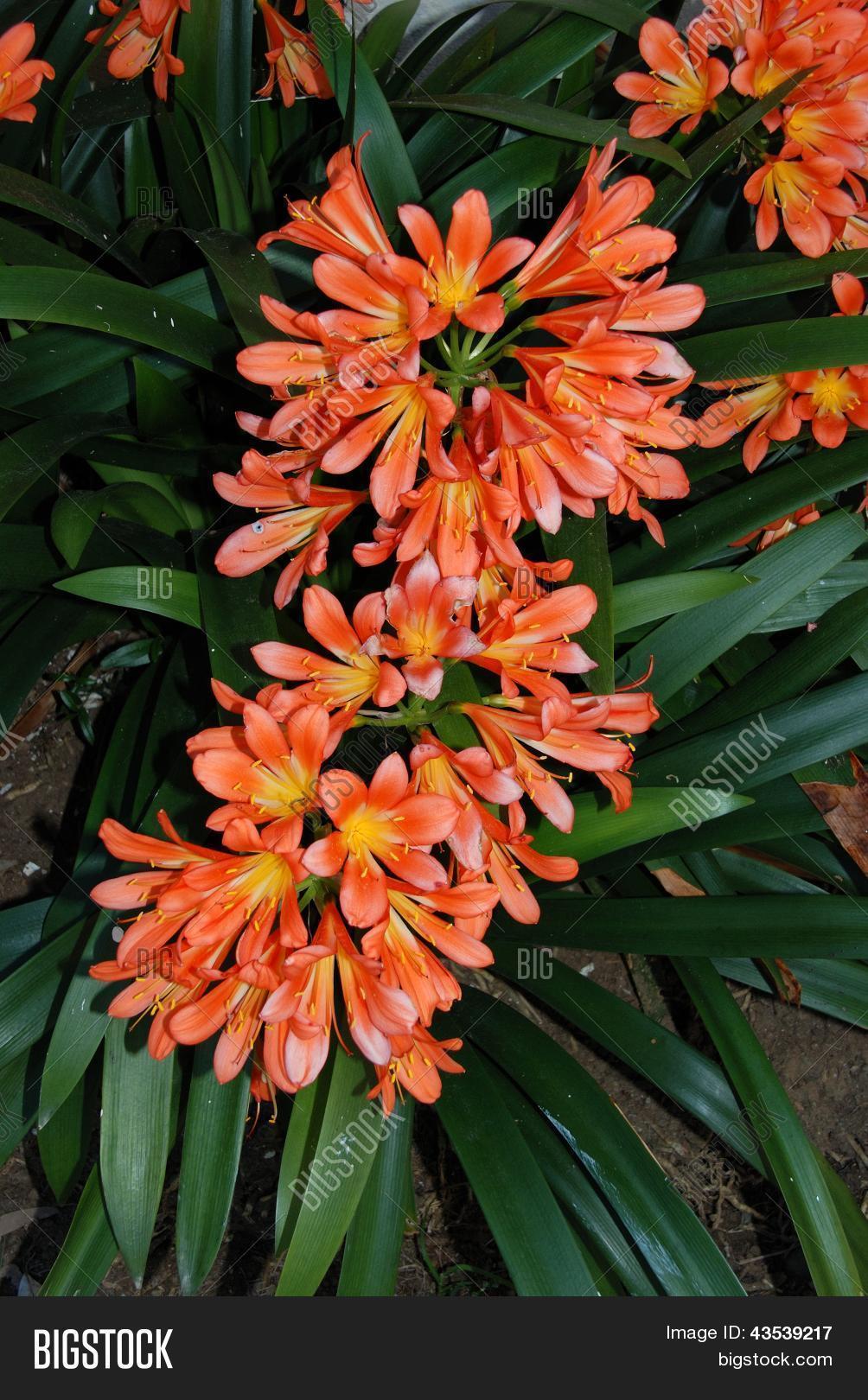 Clivia Miniata Flowers Image & Photo (Free Trial) | Bigstock