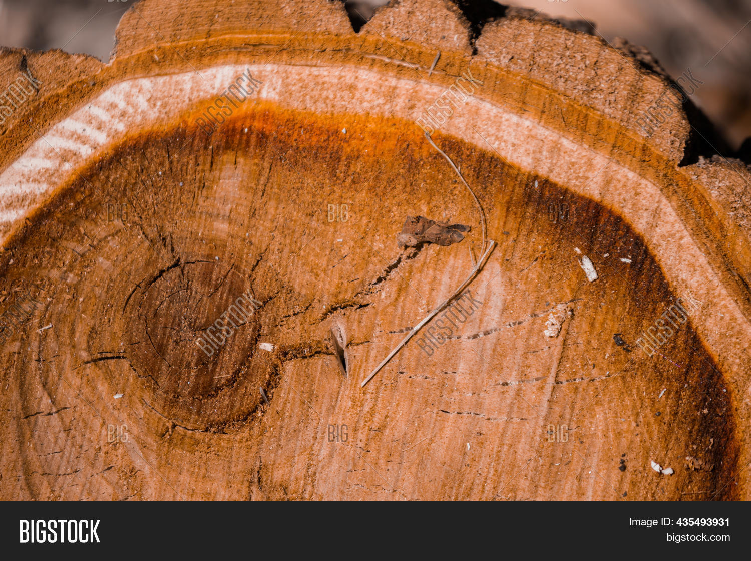 Cross Section Tree. Image & Photo (Free Trial) | Bigstock