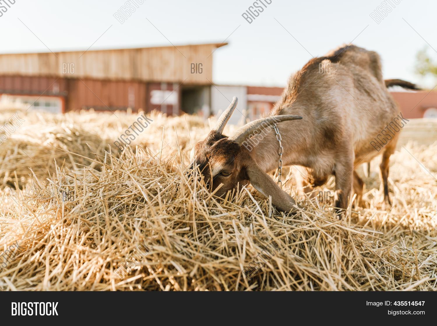 Goat Eating Hay While Image & Photo (Free Trial) | Bigstock